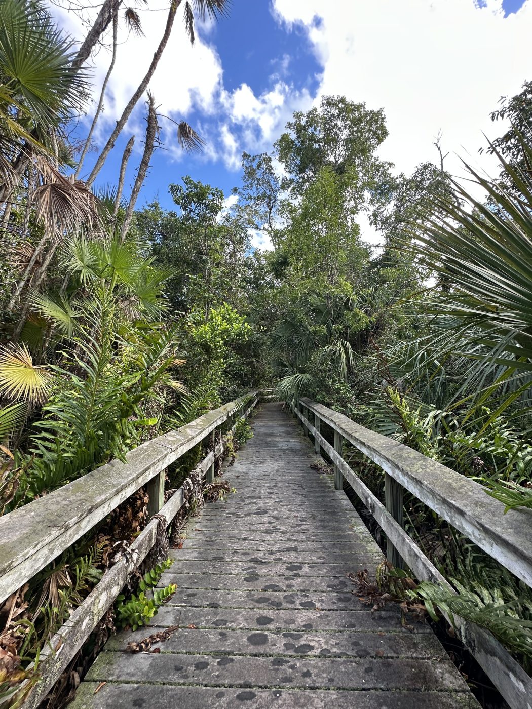 Everglades Experiences: Guided Tours | Everglades Institute